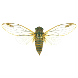 PLP - Primary Learning Program