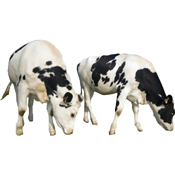 PLP - Primary Learning Program