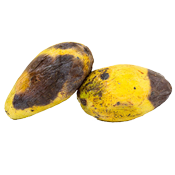 PLP - Primary Learning Program