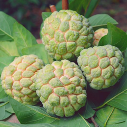 PLP - Primary Learning Program