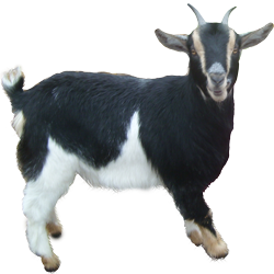 PLP - Primary Learning Program