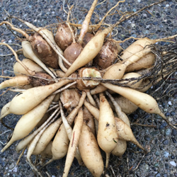 PLP - Primary Learning Program