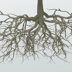 PLP - Primary Learning Program