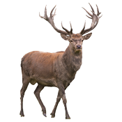 PLP - Primary Learning Program