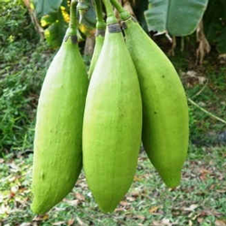 PLP - Primary Learning Program