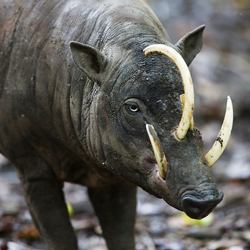 PLP - Primary Learning Program