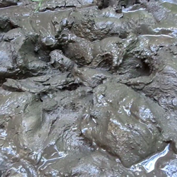 PLP - Primary Learning Program