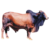 PLP - Primary Learning Program