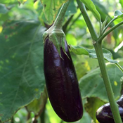 PLP - Primary Learning Program