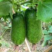 PLP - Primary Learning Program