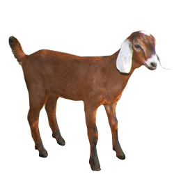 PLP - Primary Learning Program