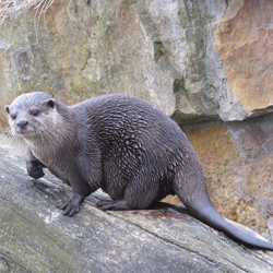 PLP - Primary Learning Program