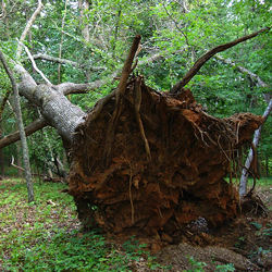 PLP - Primary Learning Program